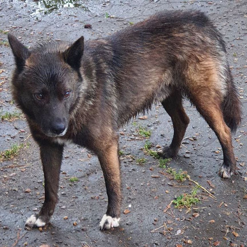 Собака в добрые руки отдам бесплатно