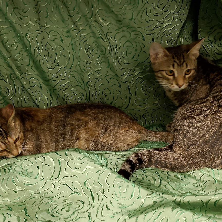 Котята нуждаются в доме
