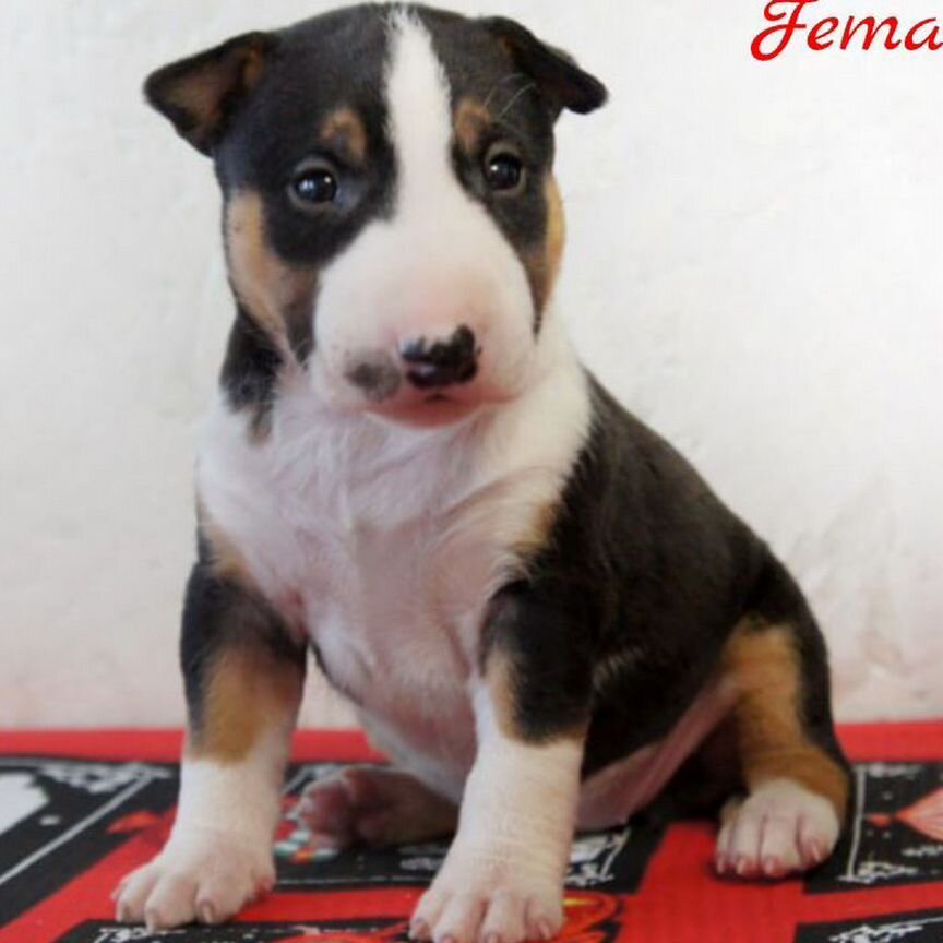 Мини-бультерьер, щенок