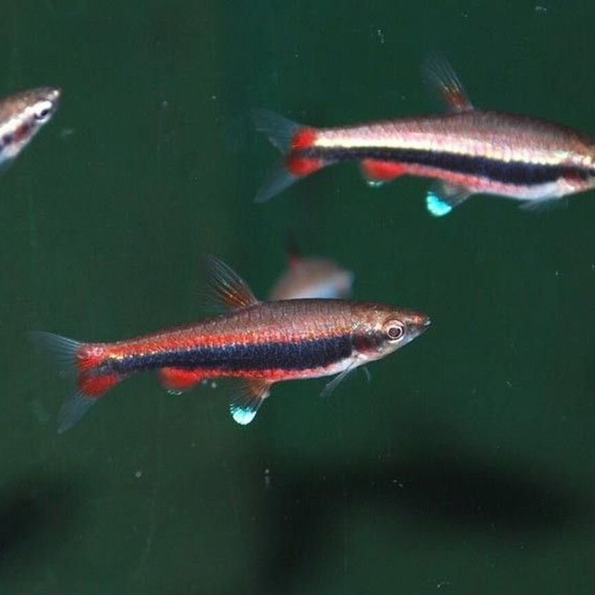 Обмен Нанностомус бекфорда на гуппи, растения