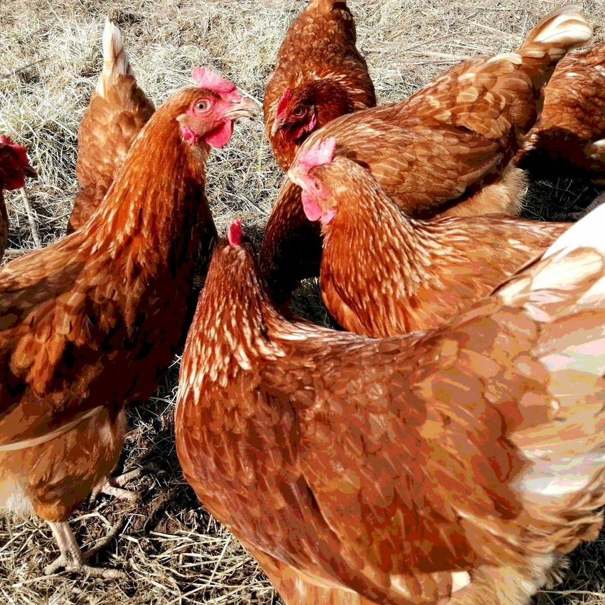 Куры несушки