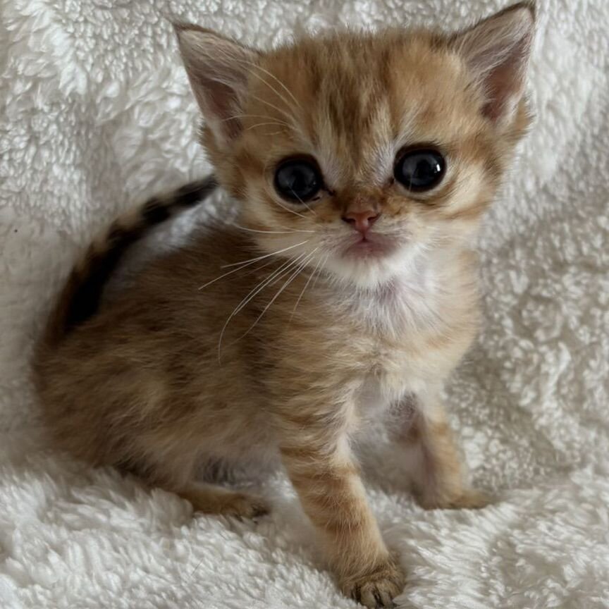 Британские котятки