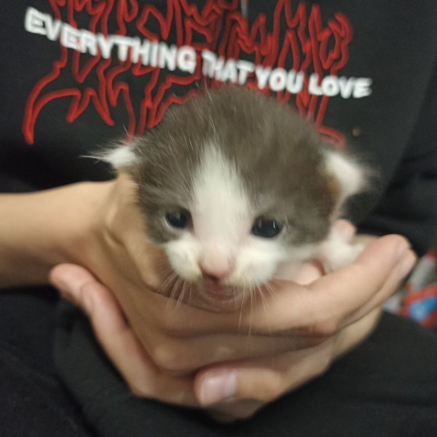 Котята в добрые руки, все приучены к лотку