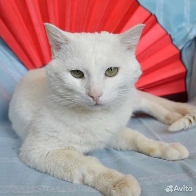 Сладкий пирожок