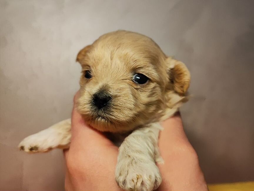 Лапочка дочка мальтипу f1