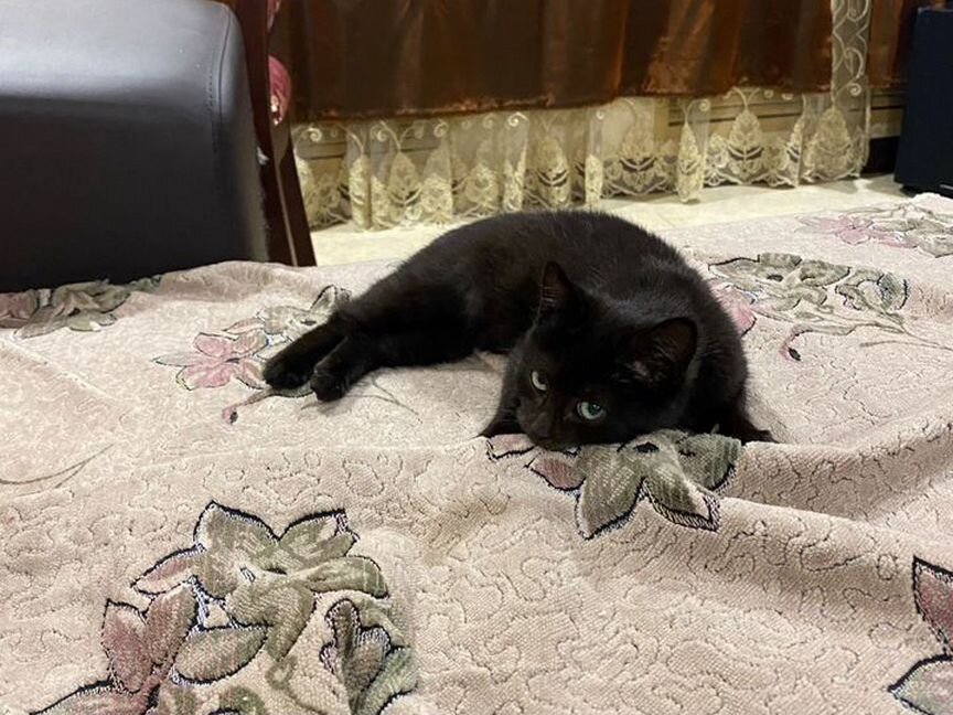 Котт