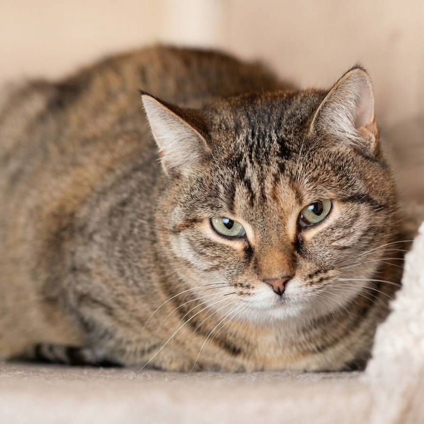 Взрослая, кошка в добрые руки