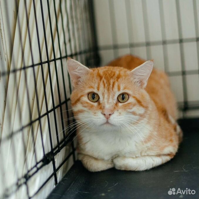 Кот Коржик ищет дом