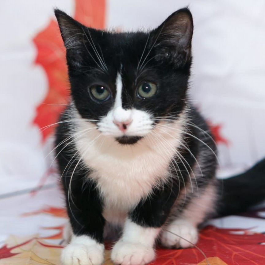 Котёнок в добрые руки