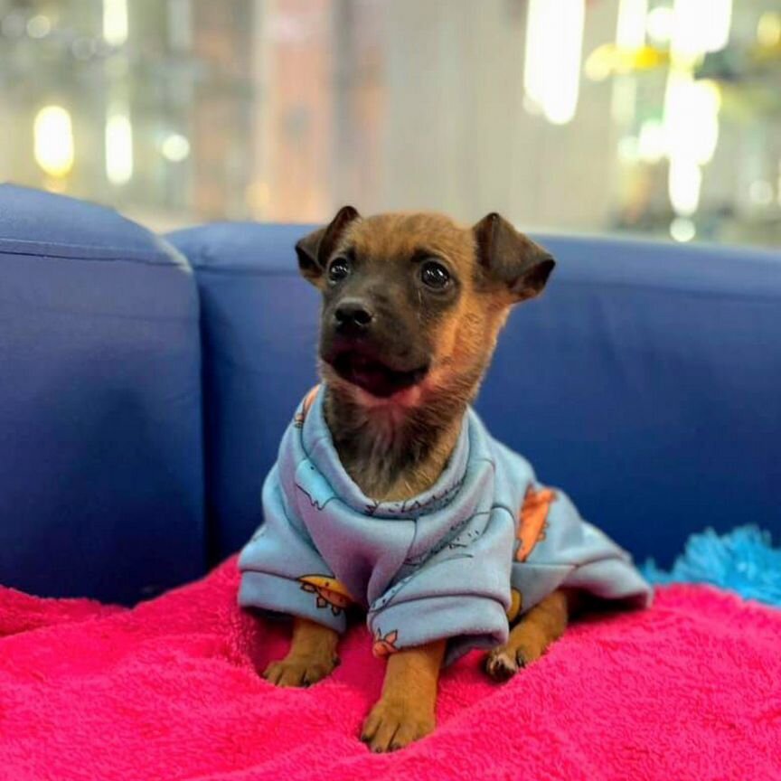 Лаки девочка вырастет маленькая