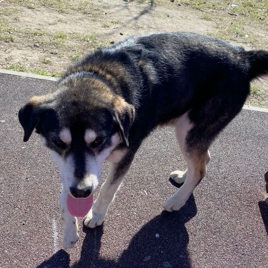 Взрослый пёс в добрые руки