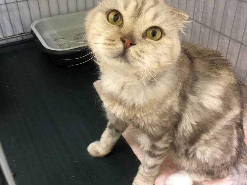 Котик Виски