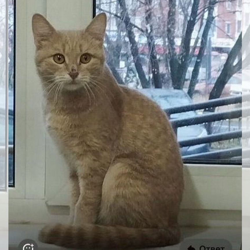 Котёнок в добрые руки