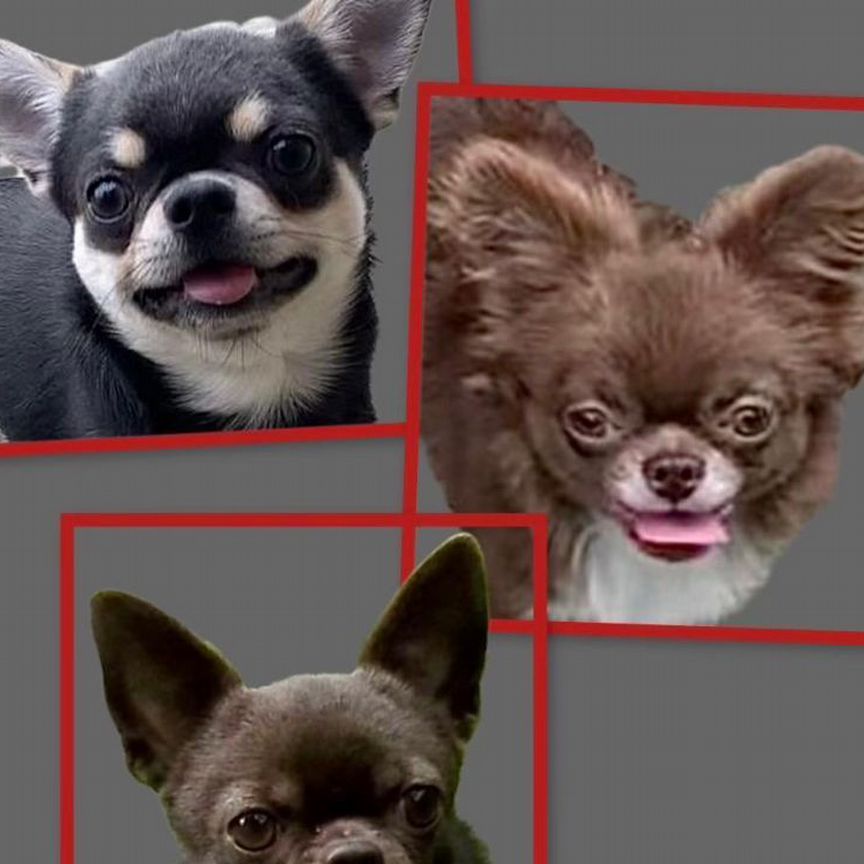 Вязка. Три кобеля на выбор