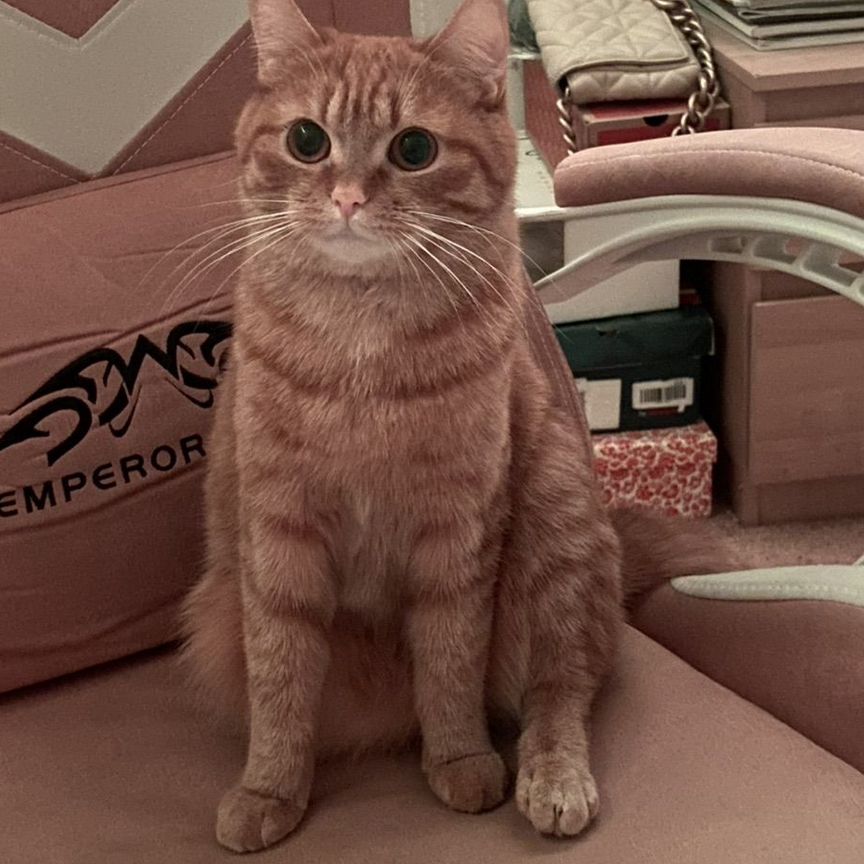 Взрослая, кошка в добрые руки