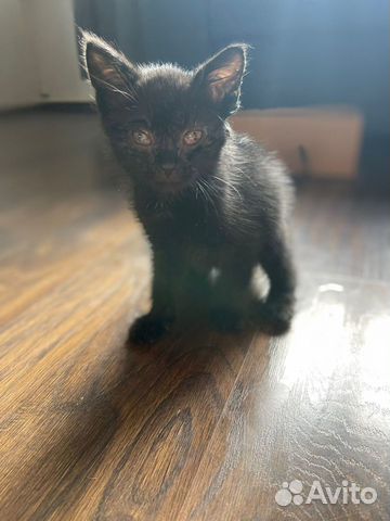 Уникальный котенок бесплатно