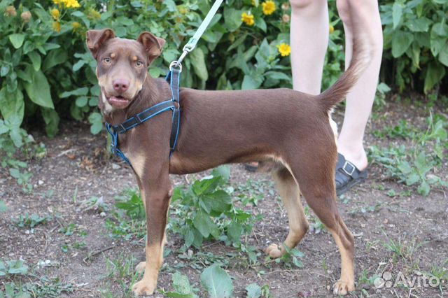 Тоби в добрые руки