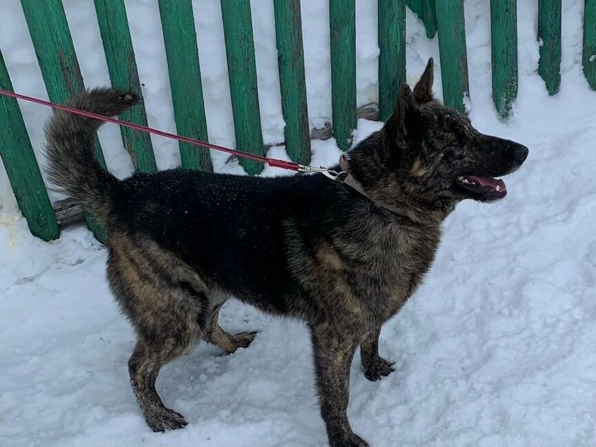 Собака в добрые руки