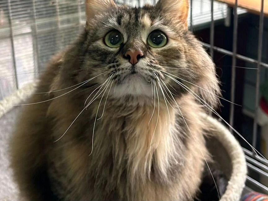 Сибирская кошечка в добрые руки