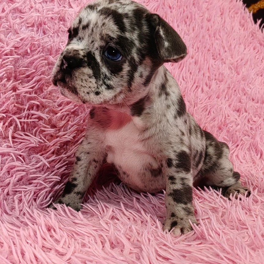 Голубоглазая мерле французский бульдог