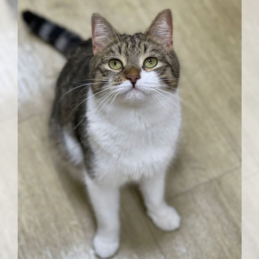 Кот Техас