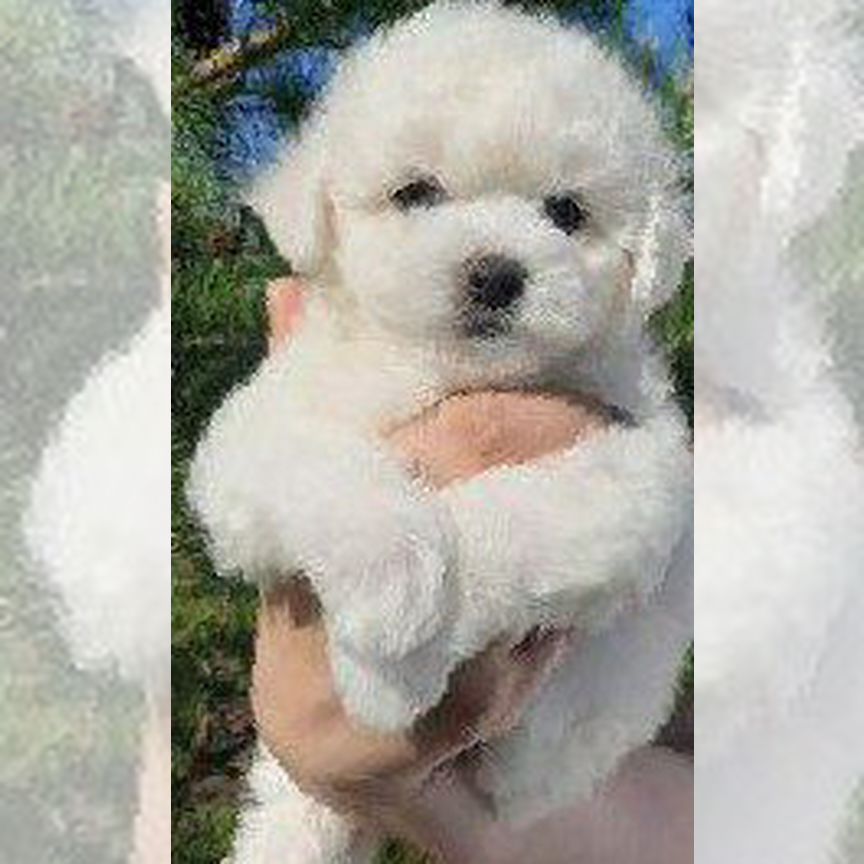 Щенки бишон фризе