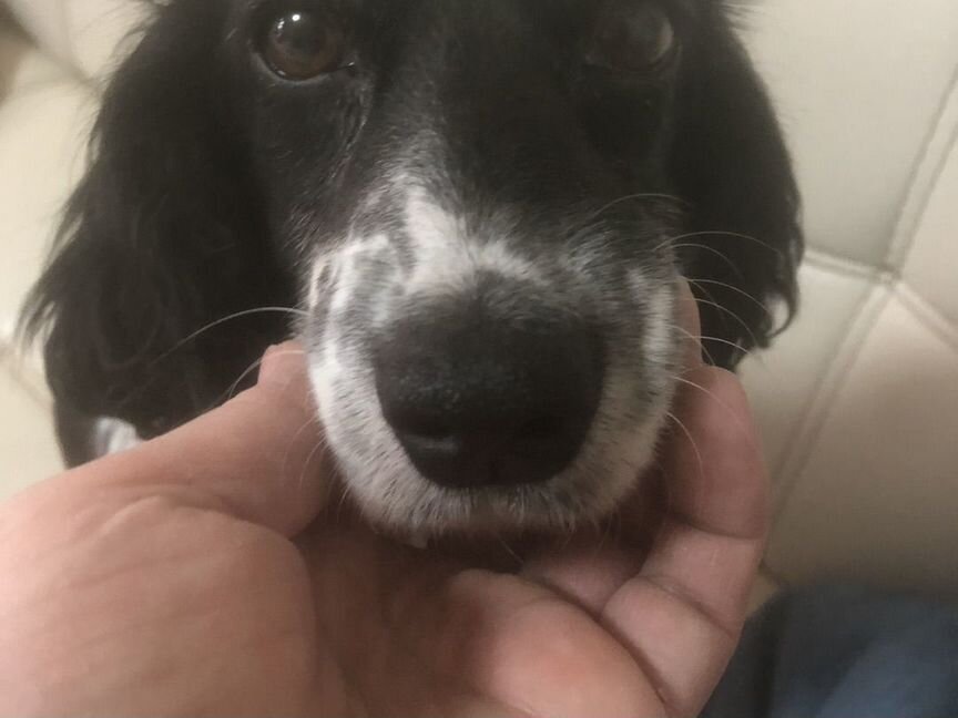 Русский спаниель