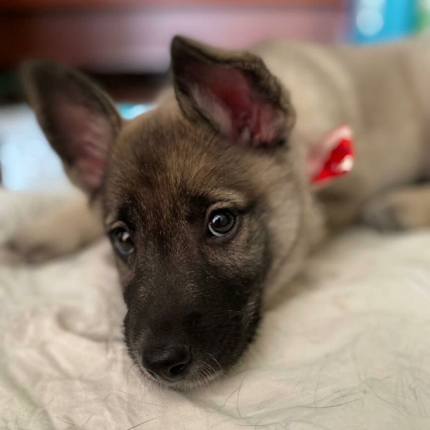 Ласковая Ванилька ищет дом