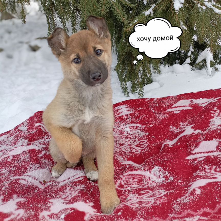 Щенок девочка в добрые руки