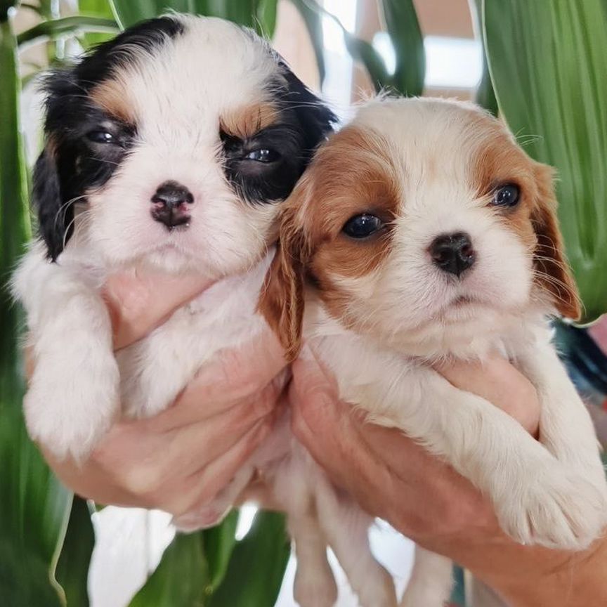 Кавалер кинг-чарльз-спаниель, щенок