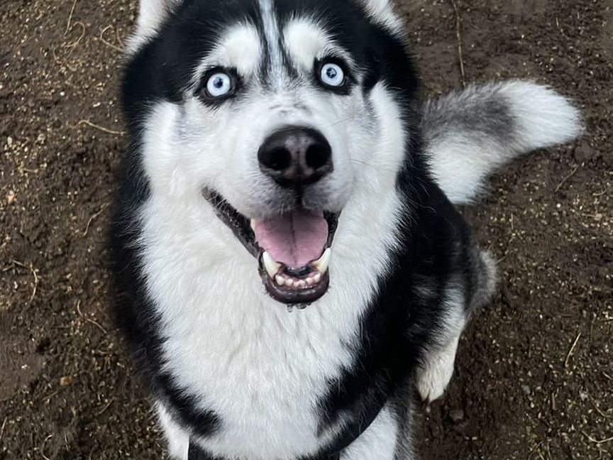 Мальчик хаски на вязку