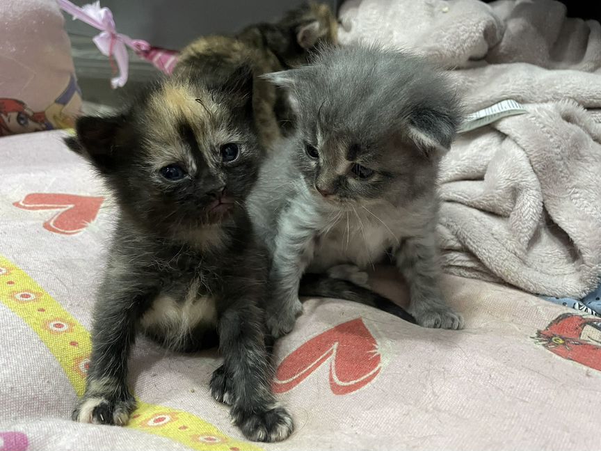 Котята на бронь