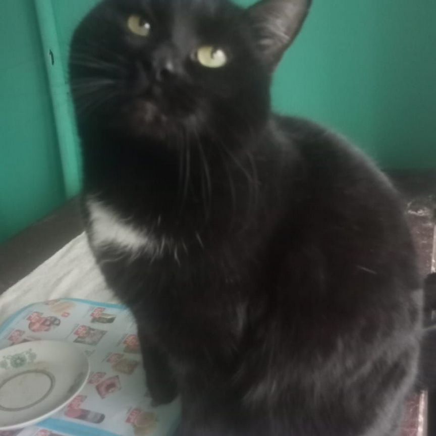 Кошечка 1,5 года