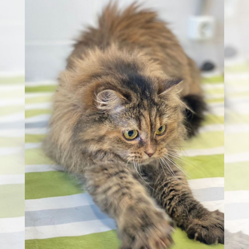 Взрослая, кошка в добрые руки