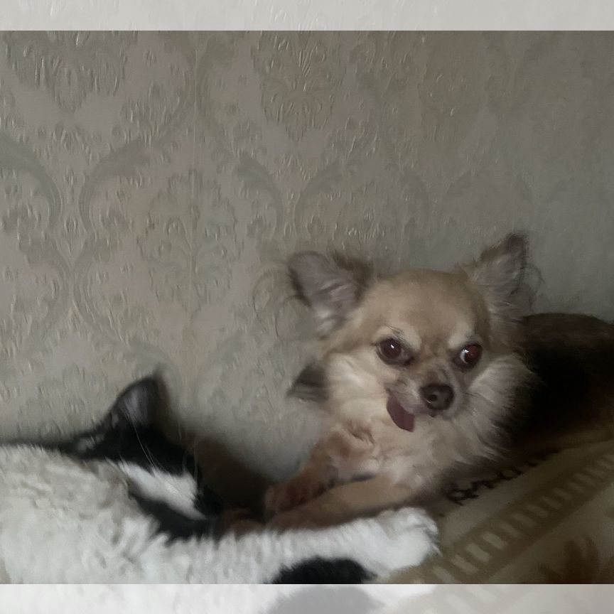 Чихуахуа, взрослый пёс