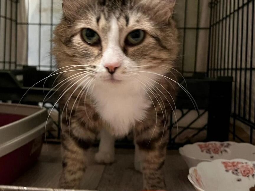 Пушистая красавица ищет свою семью