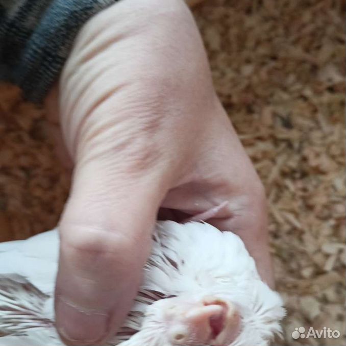 Птенец кореллы безщекой