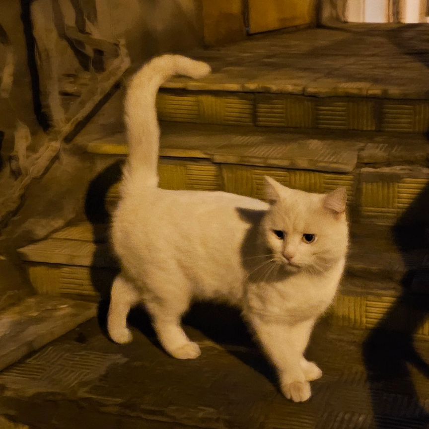 Кот в подъезде
