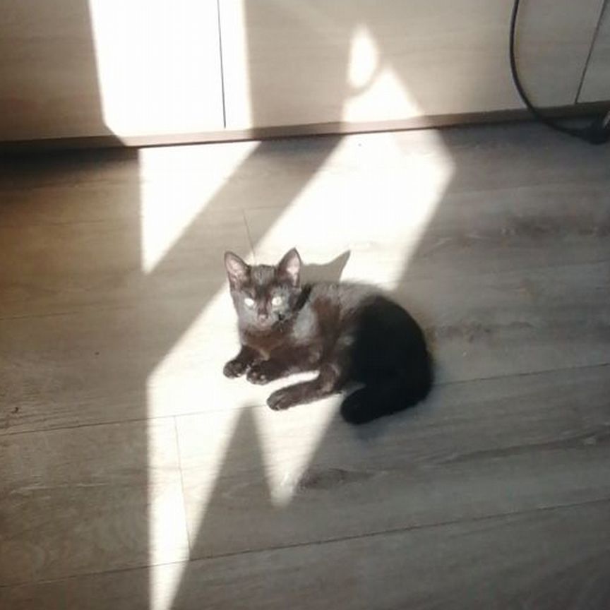 Кошечка Черри