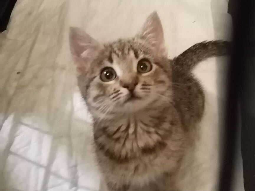 Котенок девочка в добрые руки