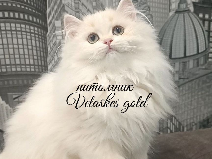 Элитная британская белоснежка