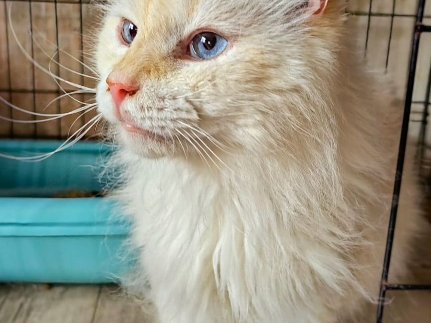 Кот спасенный с помойки