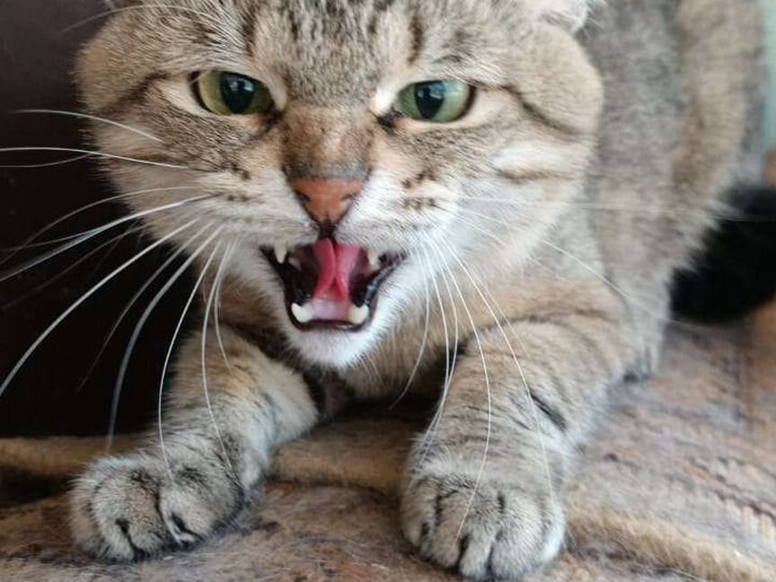 Сибирская кошка
