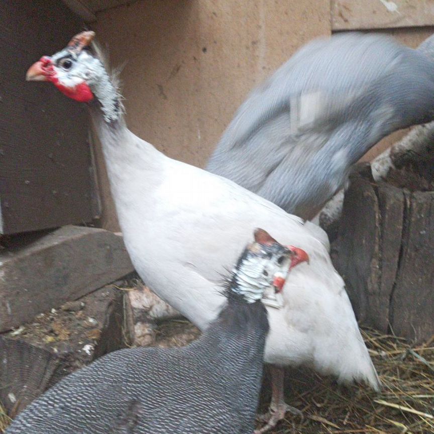 Хочу купить семью цесарок