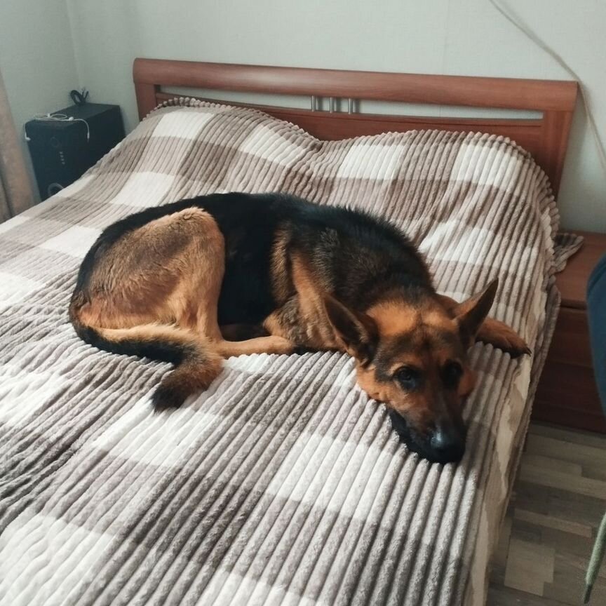 Немецкая овчарка в добрые руки