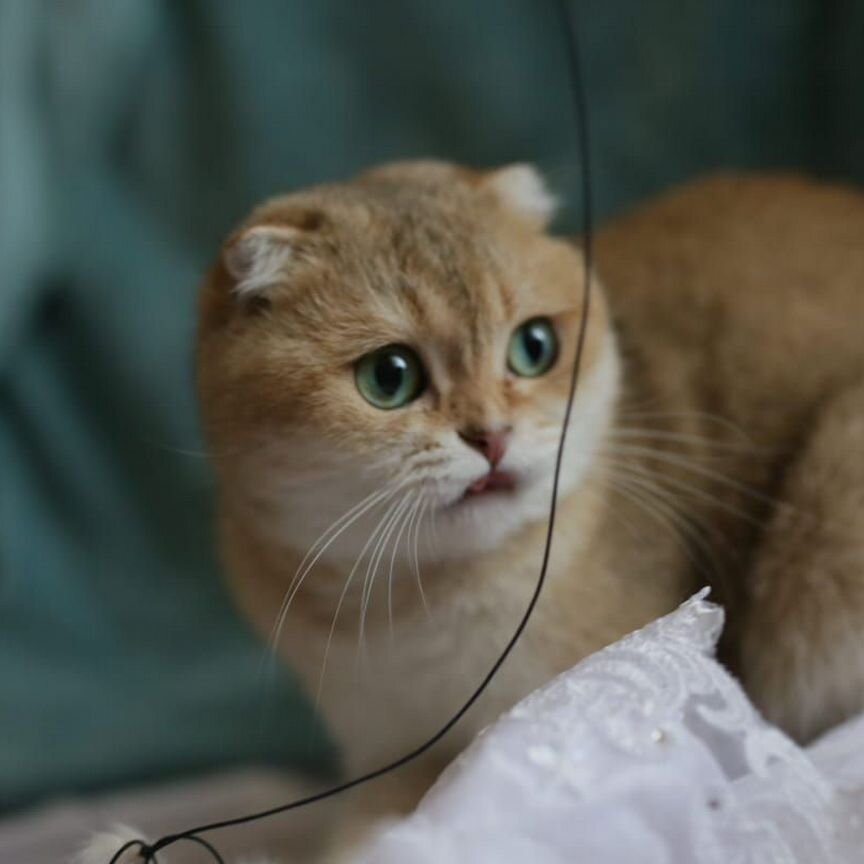 Кошечка золотая шиншилла