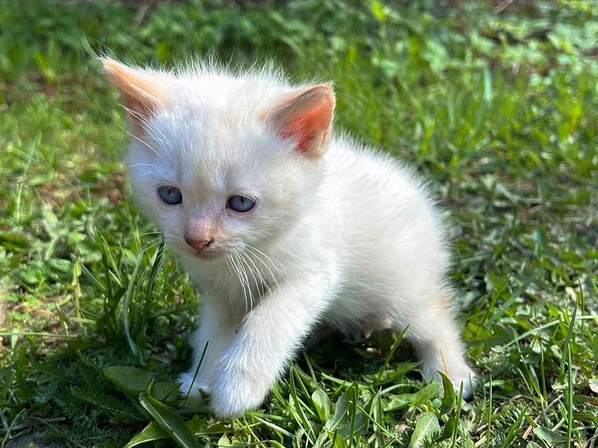 Белый котенок