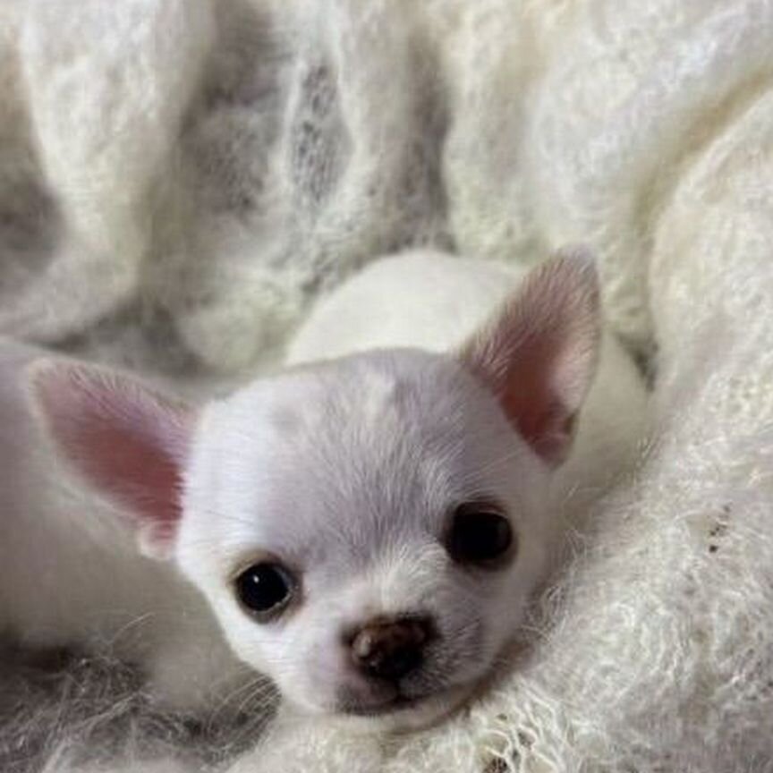 Чихуахуа мини мальчик