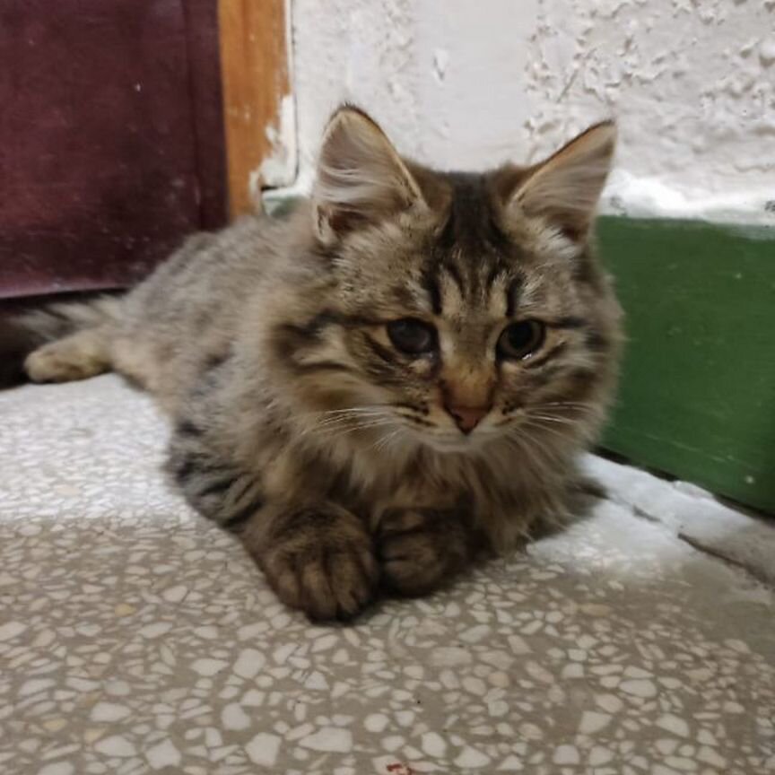 Котики 5мес брошены в подъезде