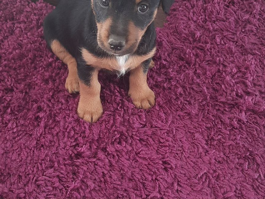 Собака в добрые руки отдам бесплатно